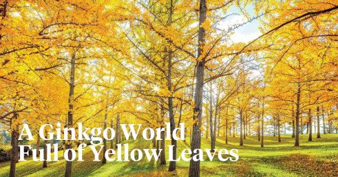 Ginkgo Tree Meaning and Its Ancient Symbolism Explained