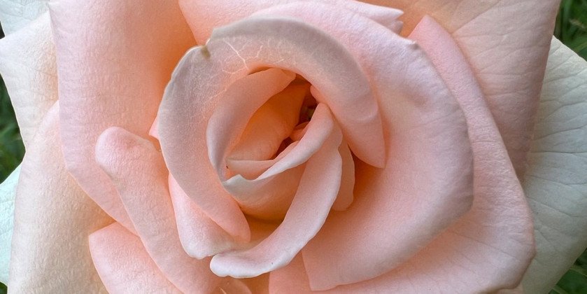 Rose Osiana | Product Featured on Thursd.com