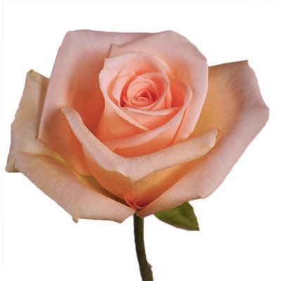 Rose Osiana | Product Featured on Thursd.com