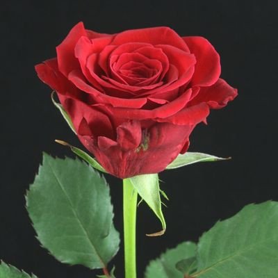 Rose Furiosa | Product Featured on Thursd.com