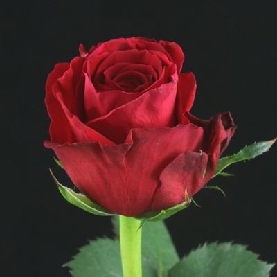 Rose Red Dime | Product on Thursd.com