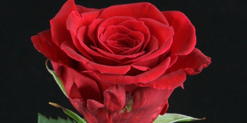 Rose Red Dime | Product on Thursd.com