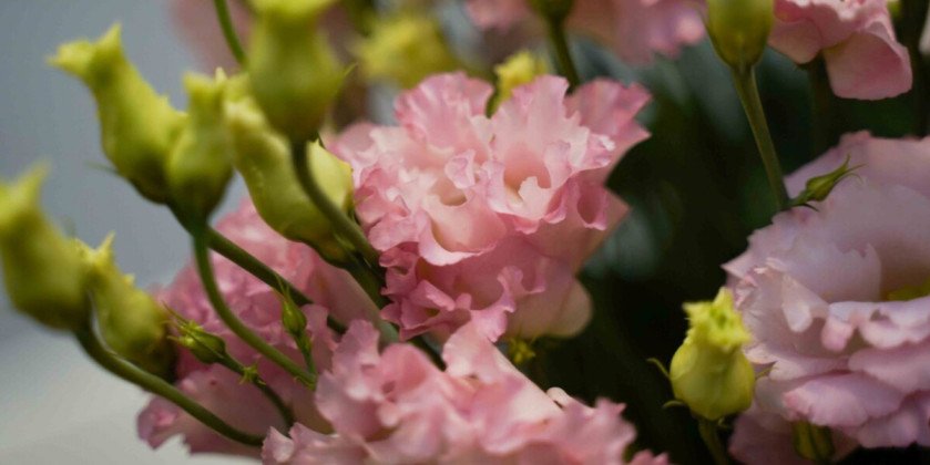 Lisianthus Alissa Hanoi Pink