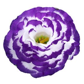 Lisianthus Arena Blue Picotee