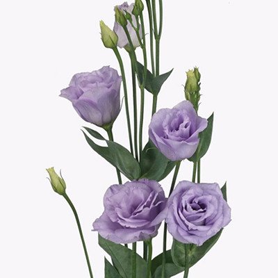 Lisianthus Rosita Lavender - Product on Thursd