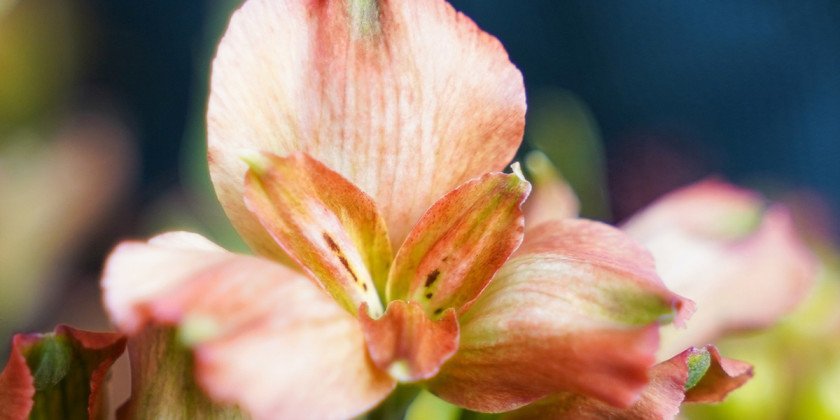 Alstroemeria Florinca Coral