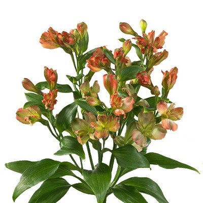 Alstroemeria Florinca Coral