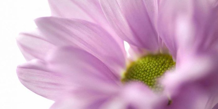 Chrysanthemum Myra - Product onThursd