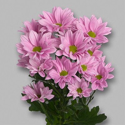 Chrysanthemum Myra