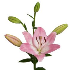 Lily Albufeira | Product Featured on Thursd.com