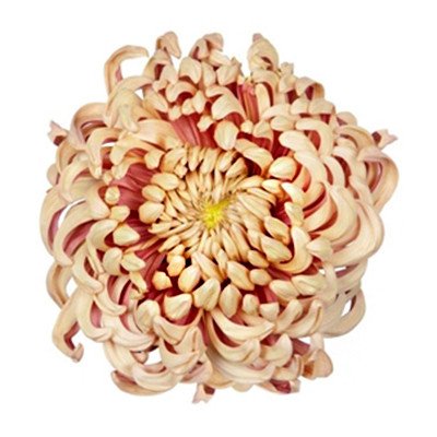 Chrysanthemum Vienna Copper - Product on Thursd