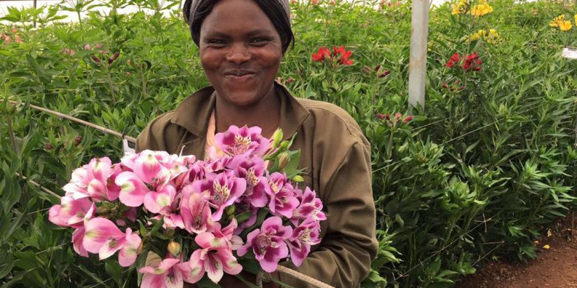Batian Flowers - Grower featured on Thursd