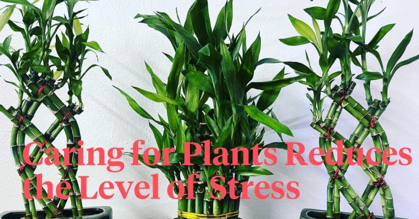 Best Low Care Dorm Plants for College Students