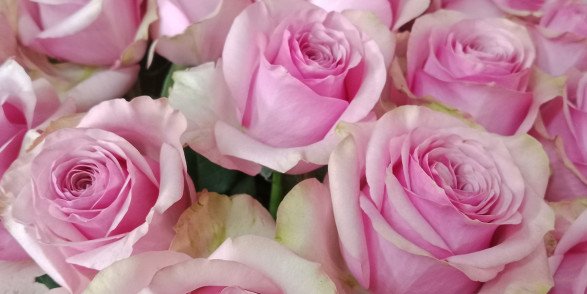 Rose Pink Wave | Product on Thursd.com