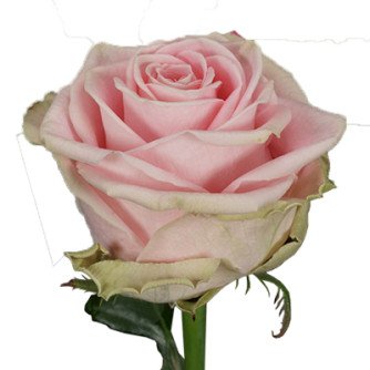 Berg RoseS - Grower featured on Thursd