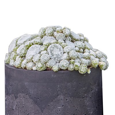 Sempervivum Arctic White - Product on Thursd