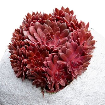 Sempervivum Coral Red