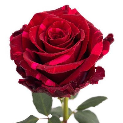 Rose Red Panther