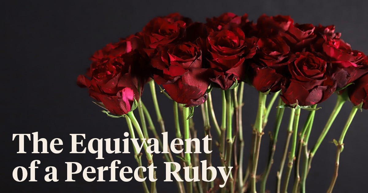 Gaétan Jacquet on Decofresh's Red Panther Rose
