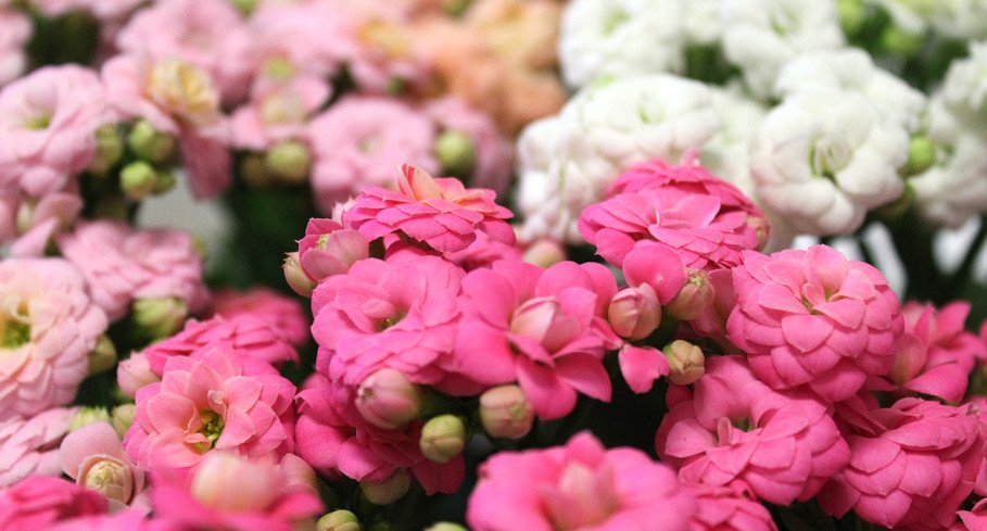 Hofland Flower Group
