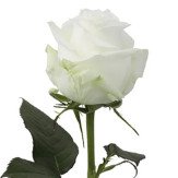 Subati Group - Grower featured on Thursd