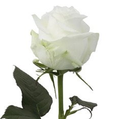 Subati Group - Grower featured on Thursd