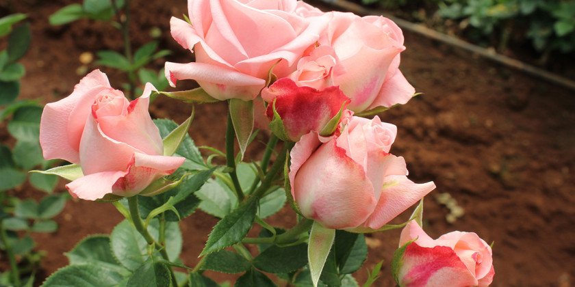 Spray Rose Smooth Blossoms