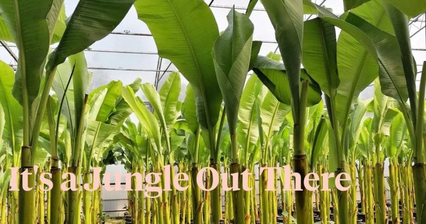 Musa Basjoo - The Japanese Banana Plant to Have and to Hold
