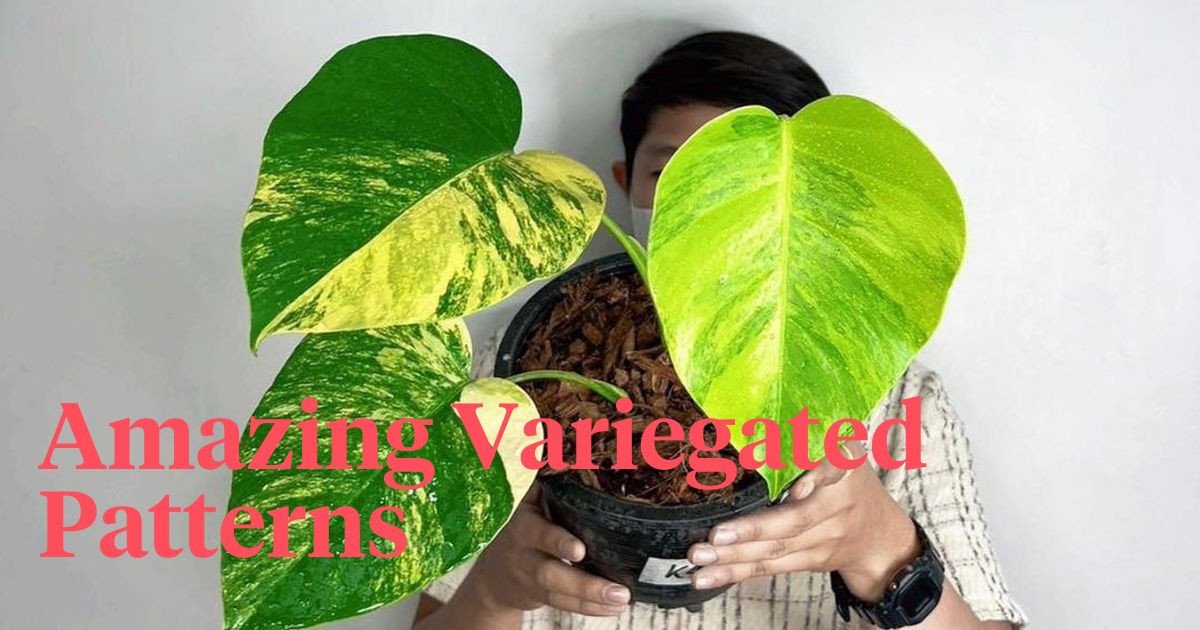 Monstera Aurea - The Lemon and Lime-Colored Swiss Cheese Plant - Article...