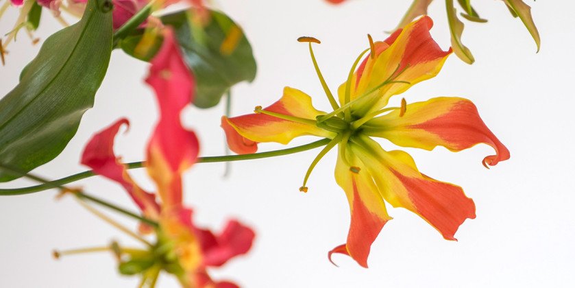 Gloriosa Superba Simba Fifty Shades