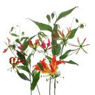 Gloriosa Superba Simba Fifty Shades