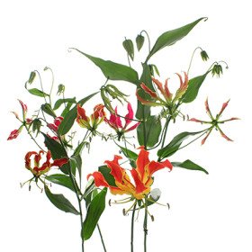 Gloriosa Superba Simba Fifty Shades