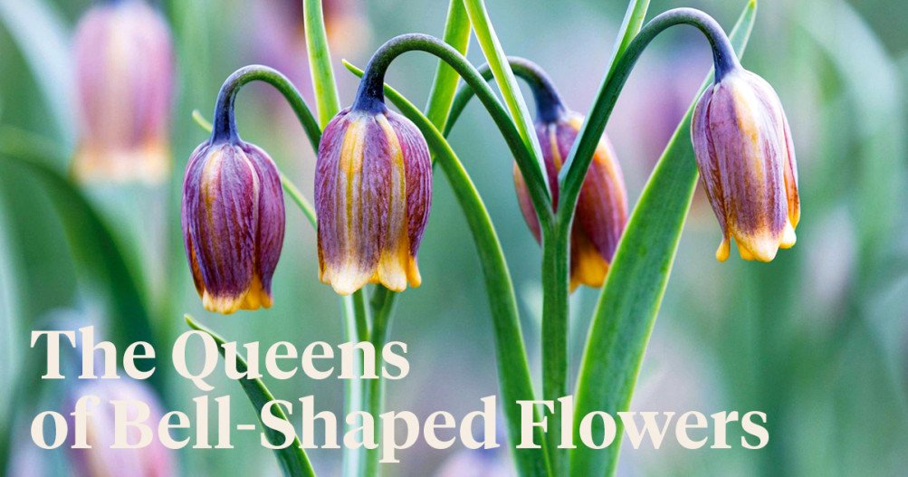 Fritillaria - A Flower That Will Capture Your Attention