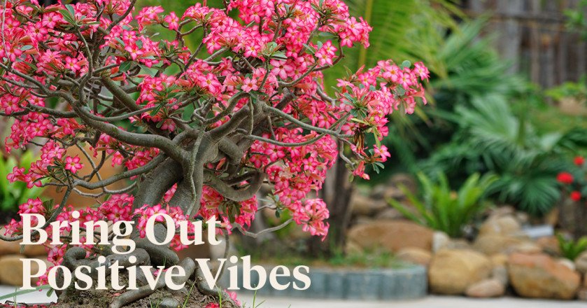 Add Color and Enliven Your Spaces With These Seven Miniature Bonsai Tree...