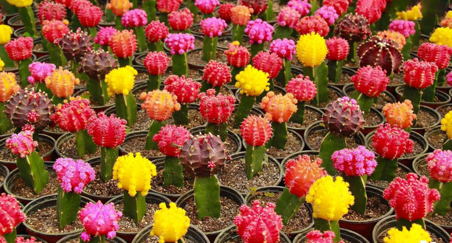 Milad Flower - Grower featured on Thursd