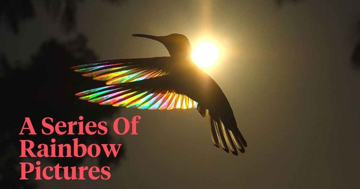 Christian Spencer Captures Sunlight Filtering Through Hummingbirds - Art...