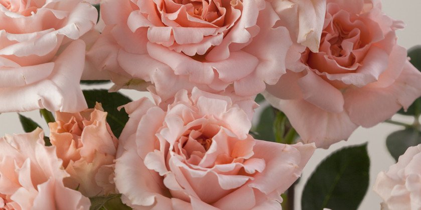 Spray Rose Be Loving