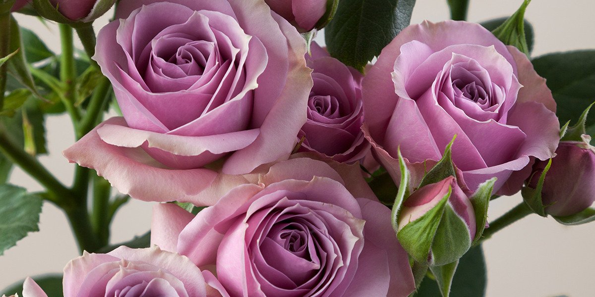 Spray Rose Lavender Irishka