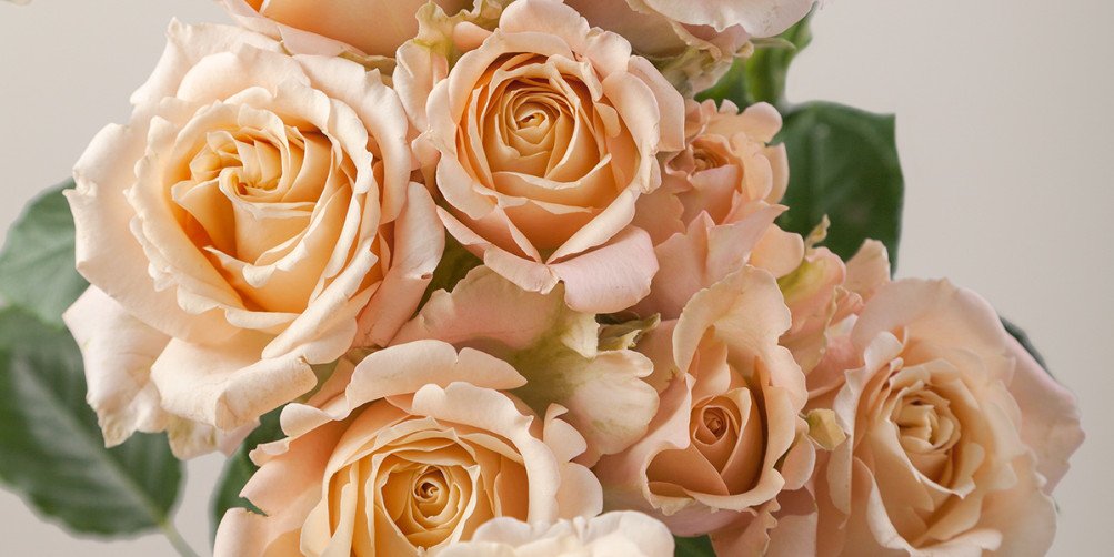 Spray Rose Sahara Sensation®
