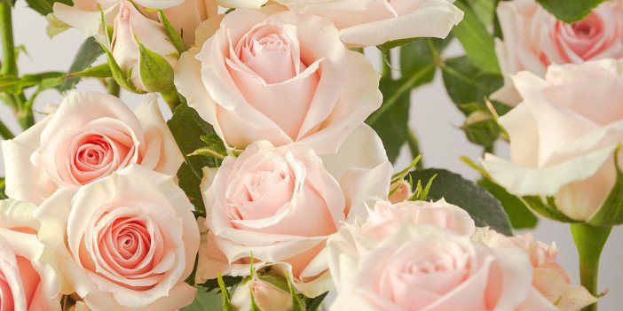 Spray Rose Star Blush