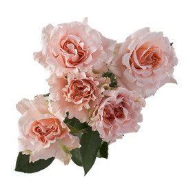 Spray Rose Be Loving