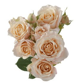 Spray Rose Sahara Sensation®