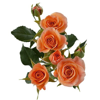 Spray Rose Orange Star