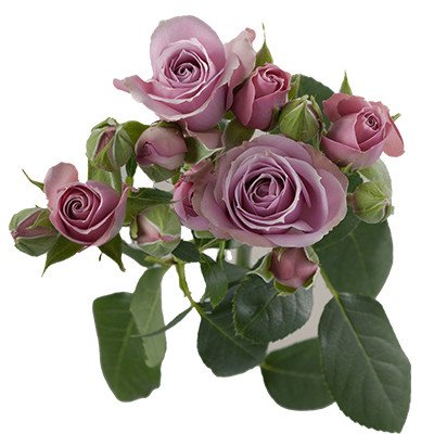 Spray Rose Lavender Irishka