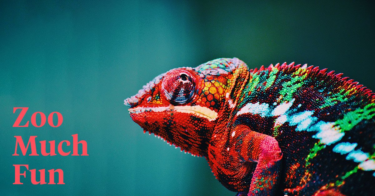 Celebrate National Zoo Lovers Day With These Fun Ideas