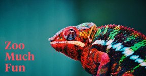 How to Celebrate National Zoo Lovers Day April 8