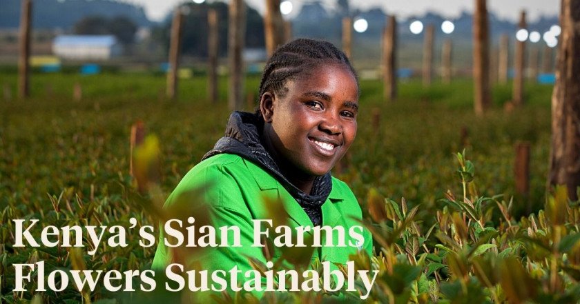 Sian Flowers Leverages Sustainability for Kenyan Growth