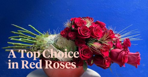 The Red Explorer Rose: This Rose Is a Top Choice