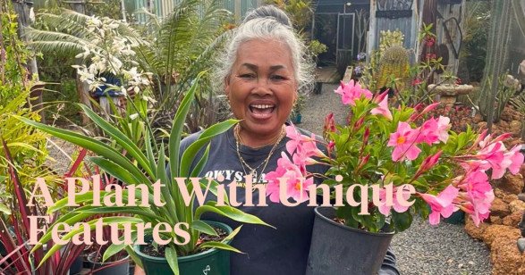 Mandevilla Plant - All There Is to Know