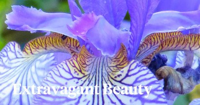 Celebrating the Beauty of Irises on National Iris Day - Article on Thursd